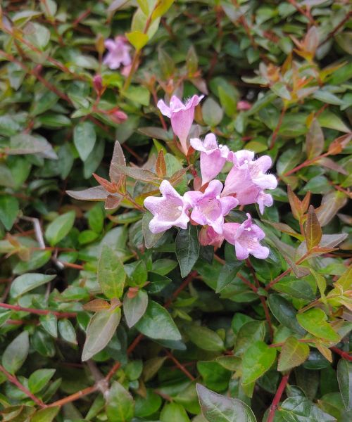 Crossvine | Texas Native Plant | Blades of Glory