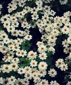 Crossvine | Texas Native Plant | Blades of Glory