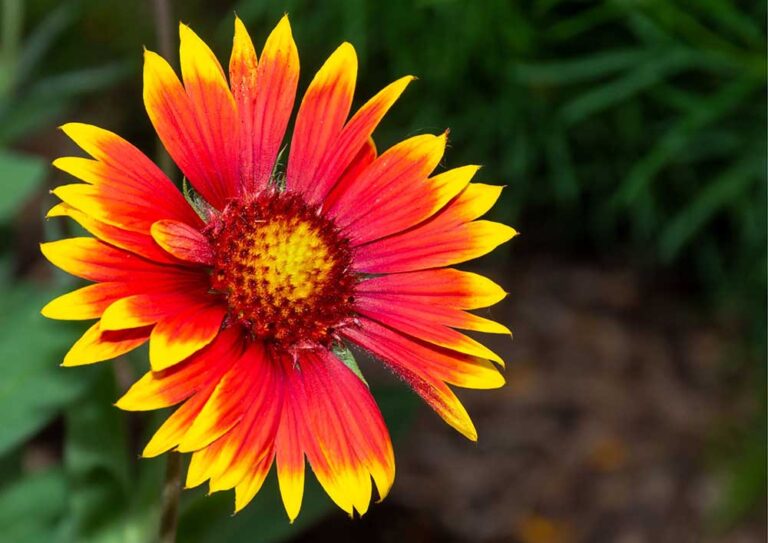 Top 10 Budget-Friendly Texas Native Flowering Plants