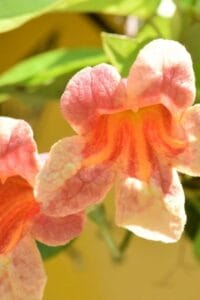 Crossvine | Texas Native Plant | Blades of Glory