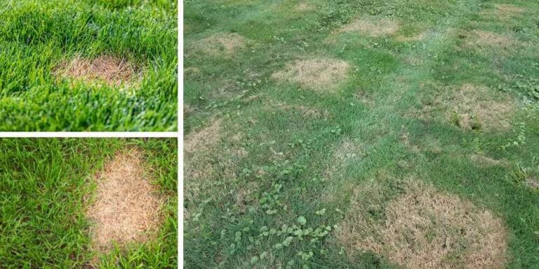 Brown Patch Fungus (Causes, Treatment, and Prevention Tips)
